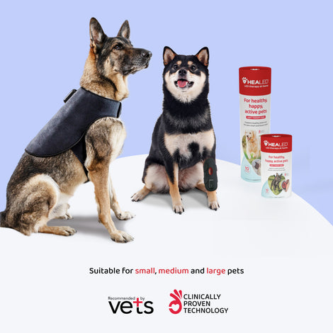 LED Light Therapy Solutions For Pets | HeaLED Pets – healedpets